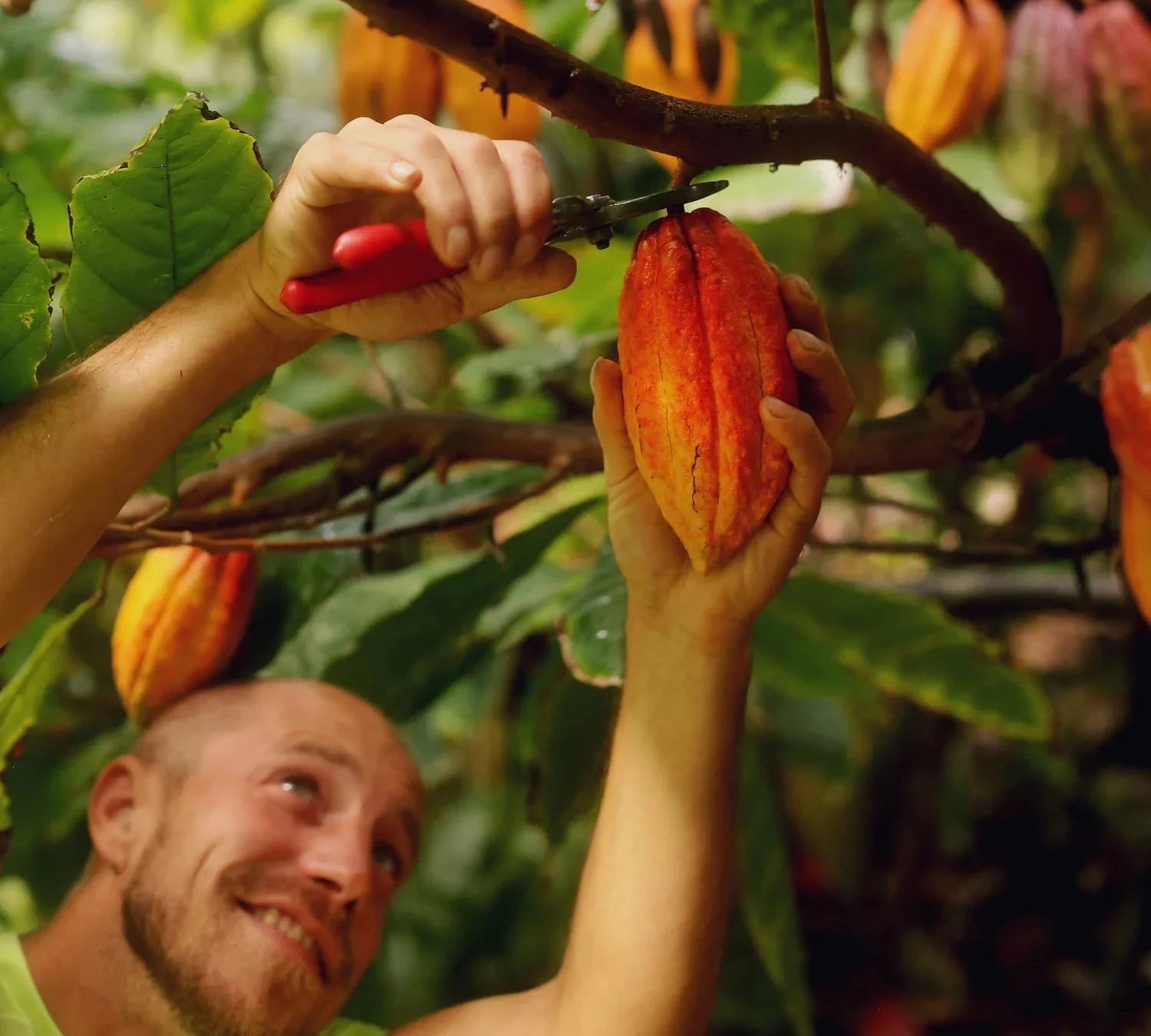 Manoa Chocolate – Hawaiian Macadamia Nut Company